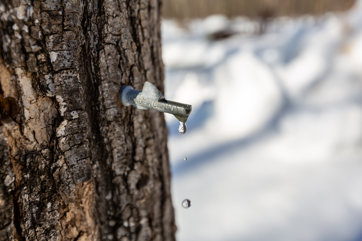 Sugar Bush Site Assessment: Which Trees to Tap – Videos – Mother Earth News